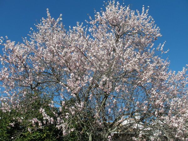 Amandiers en fleurs